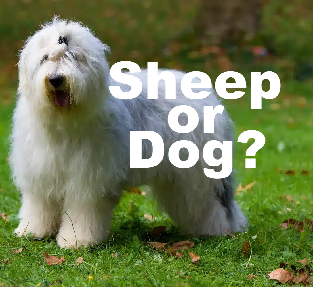 Fixing public datasets — Re-annotating Animals 10 | Rapidata